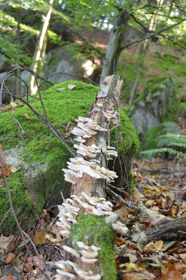 Austrian Forest Biodiversity Index - BFW