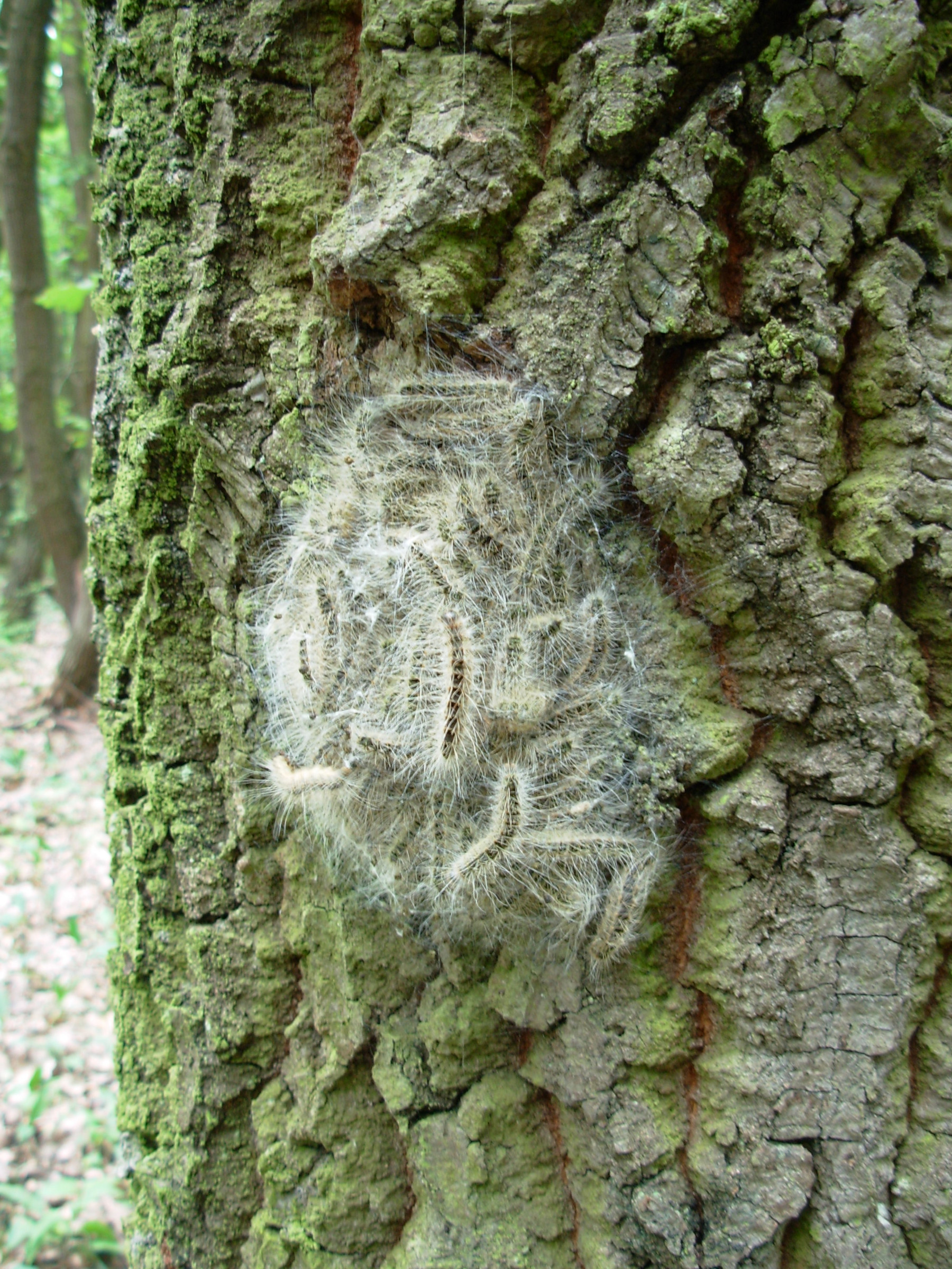 Der Eichenprozessionsspinner im Fokus - BFW