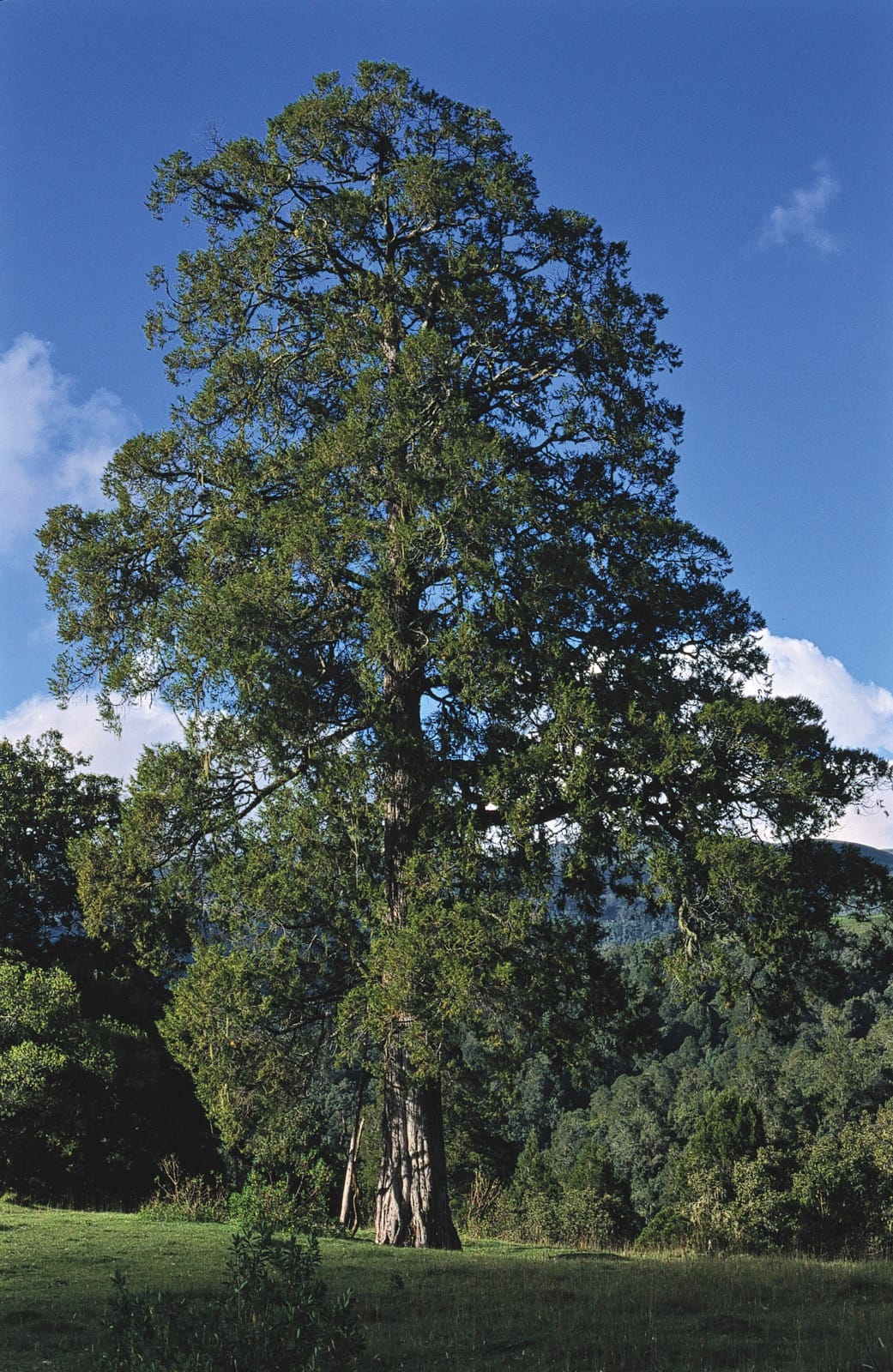 Development of a concept for the provision of forest reproductive ...