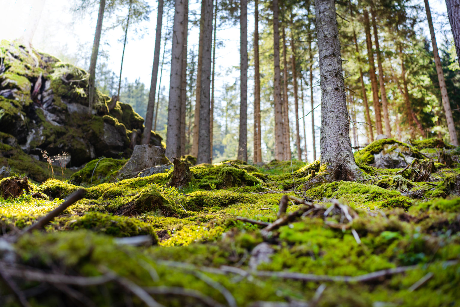 Waldbiodiversität & Naturschutz - BFW