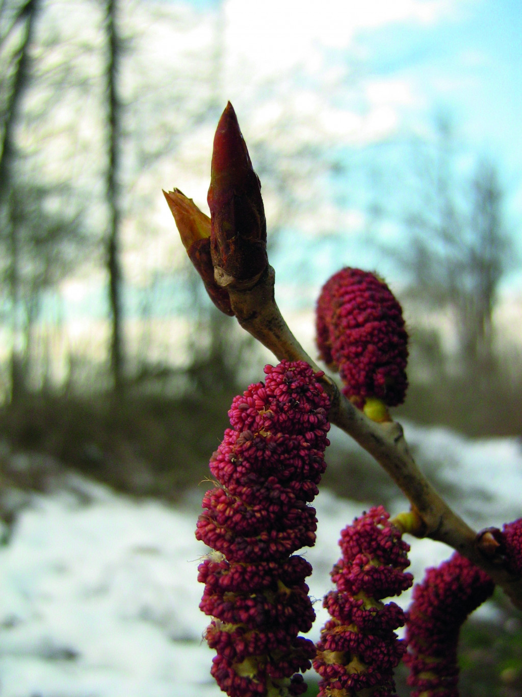 Online course on non-native trees - BFW