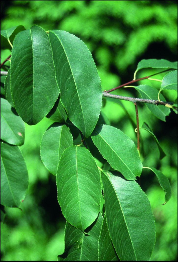 Online course on non-native trees - BFW